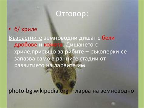 Клас Земноводни