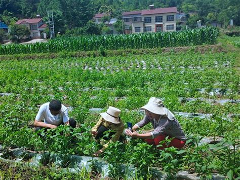 南漳县农技中心：头顶烈日“开处方” 脚踏热土“抓田管”种植主体组织