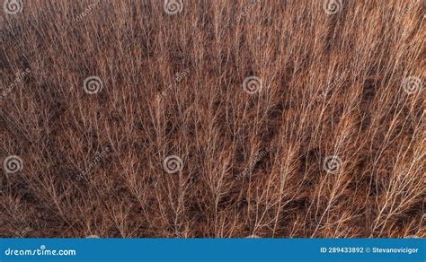 Deciduous Forest Woodland From Above Tall Trees With No Leaves From Drone Pov Stock Photo