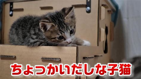 先住猫にちょっかい出しまくる子猫ゴマちゃん 食べ物の誘惑には簡単に負けちゃう【リキちゃんねる 猫動画】 キジトラ 猫のいる暮らし Youtube