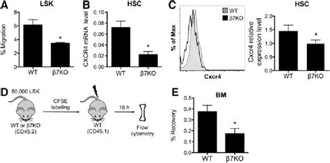 Figure 3 From Evidence That β7 Integrin Regulates Hematopoietic Stem