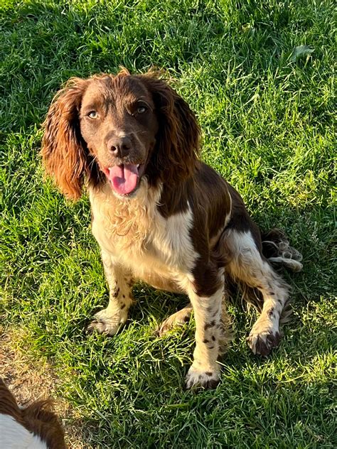 Happy 1st Birthday To Our Wee Kuripuna Springer Spaniels