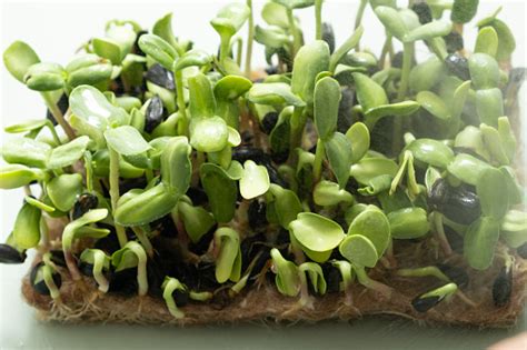 물방울과 함께 해바라기의 싹이 트는 Microgreens 슈퍼 푸드는 집에서 재배됩니다 매크로 사진 클로즈업 0명에 대한 스톡