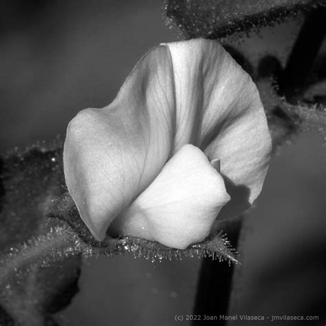 Chickpea Flower