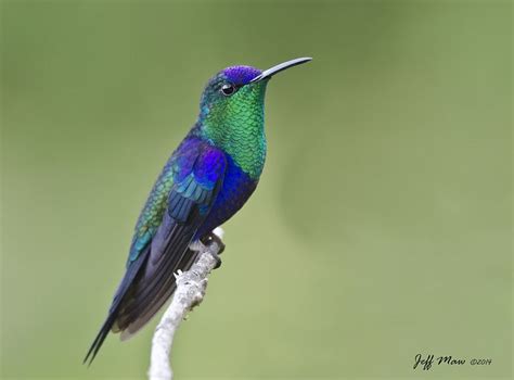 Violet Crowned Woodnymph Hummingbird Hummingbird Hummingbirds