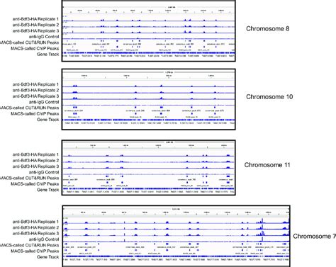 Results For Bdf Cut Run Igv Traces For Different Chromosomes