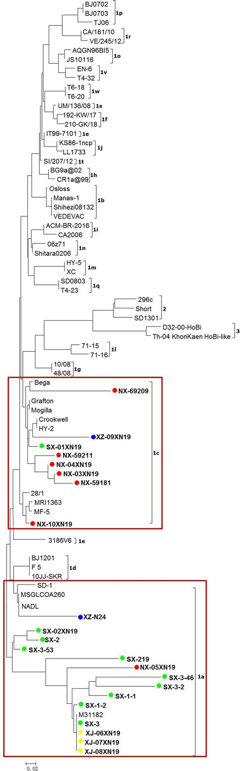 Phylogenetic Analysis Based On 5utr Sequence A Phylogenetic Tree Of