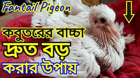 কবুতরের বাচ্চা দ্রুত বড় করার উপায় কবুতরের বাচ্চা তাড়াতাড়ি বড়