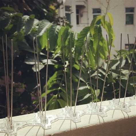 Sparrow Bird Spikes Non Lethal Environmentally Friendly Buy Online