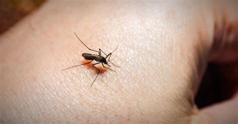 Mosquitoes Return In Force To The Twin Cities Cbs Minnesota