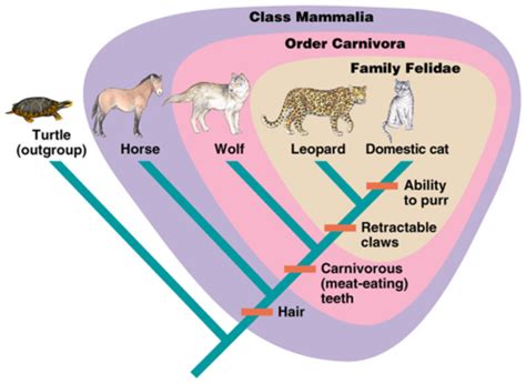 Biology Chapter 12 Flashcards Quizlet