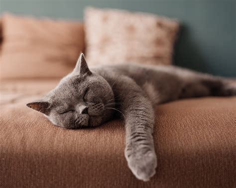 How To Get Cat Pee Smell Out Of Your Home Real Homes