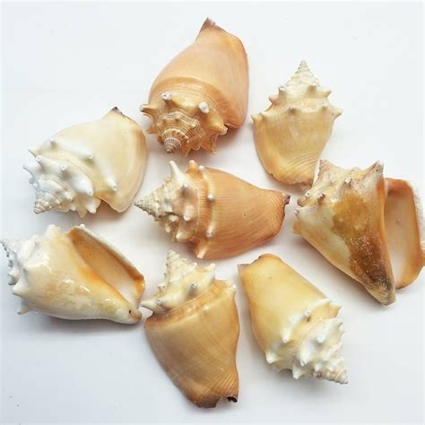 The Spiritual Significance Of Conch Shells By 🎶🎼🌻ʇんԑ𝘔⊙𝑛ᵏ🌻🎼🎶 Medium