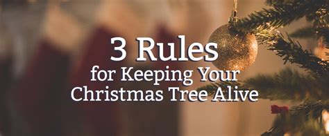 3 Rules For Keeping Your Christmas Tree Alive — Recharge Workshop