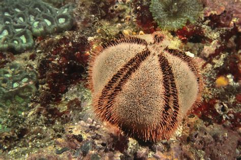 Echinoidea Echinoid