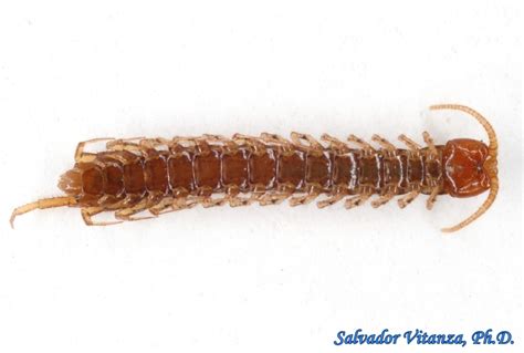 Class Chilopoda Lithobiomorpha Stone Centipedes C Urban Programs El Paso County