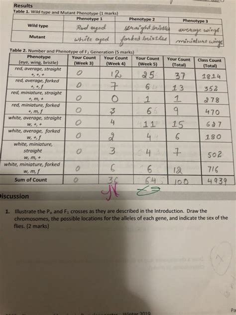 Solved Results Table 1 Wild Type And Mutant Phenotype 1