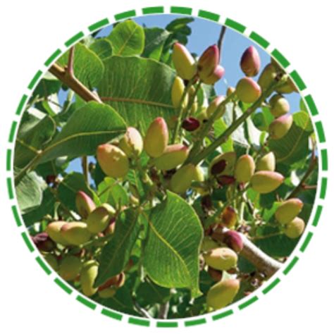 Pistacho