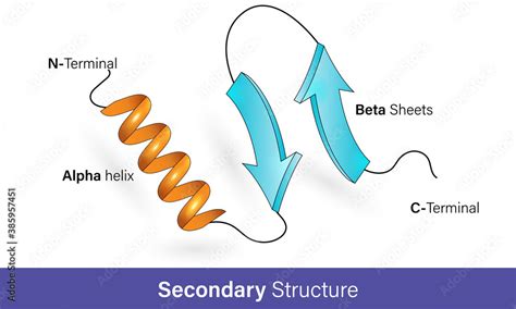 Secondary Structure Of Proteins Alpha Helix And Beta Sheets Protein