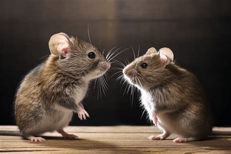 Mulot Ou Souris Comment Faire La Différence Maison Adorée