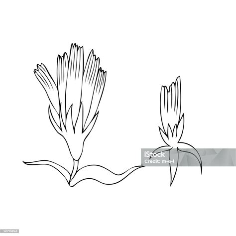 치커리 꽃 손으로 그린 그래픽 벡터 라인 아트 일러스트 레이 션 의료 Endive 식물 디자인 인사말 카드 결혼식 초대 의학 차