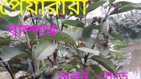 পেয়ারা গাছের বেশি ফুল পেতে সম্পূর্ণ পরিচর্যা ও বাম্পার ফলনের জন্য সহজ