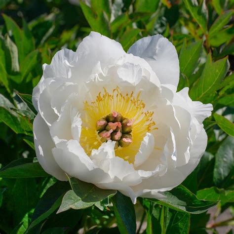Love Affair Itoh Peony Paeonia X Intersectional Love Affair