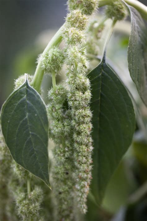 Amaranthus Caudatus Var Viridis Seeds £2 25 From Chiltern Seeds
