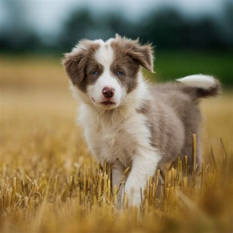 How To Raise A Happy Border Collie Puppy My Border Collie