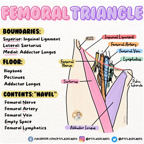 Pt Flashcards The Hip Region Femoral Triangle The