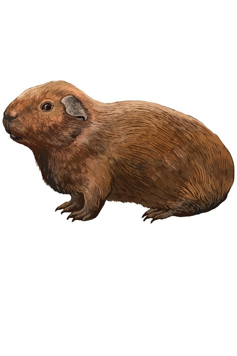 ملف202305 Cavia Porcellussvg المعرفة