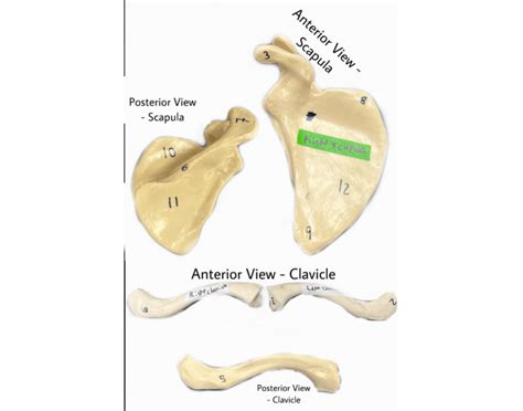 Clavicle And Scapula Bone Markings Quiz