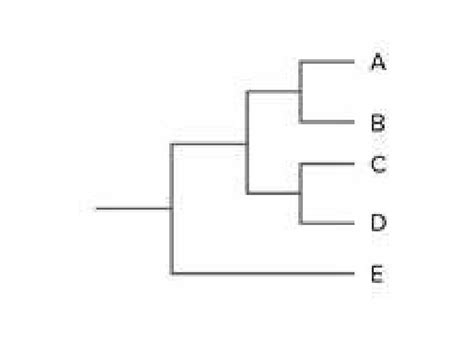 Illustrate The Evolutionary Development Of Land Plants On The Blank