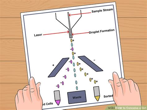 Ways To Conceive A Girl WikiHow