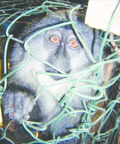 Young Female Cercopithecus Solatus Captured In The Buffer Zone Of Mount