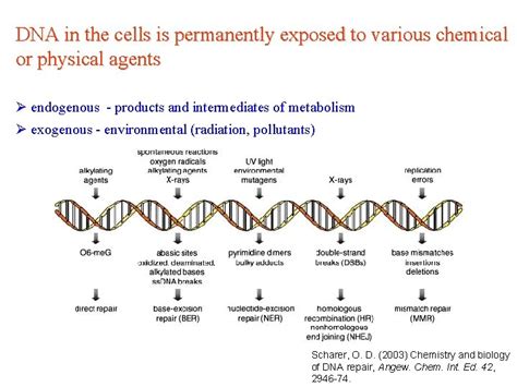 Dna Damage And Repair Why Is It Important