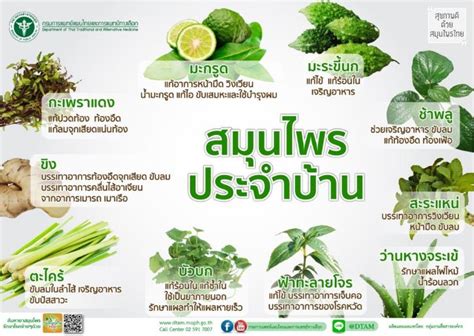 10 พืชสมุนไพรประจำบ้าน อาหารเป็นยาคู่ครัวไทย