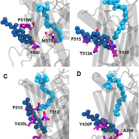Interaction Between Bound Cholesterol Chol1 Binding Site Residues And