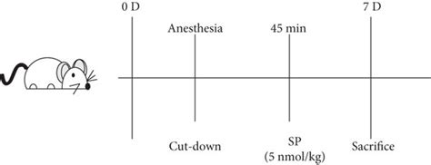 SP Can Improve The Symptoms In The AMI Mouse Model A Schematic Download Scientific Diagram