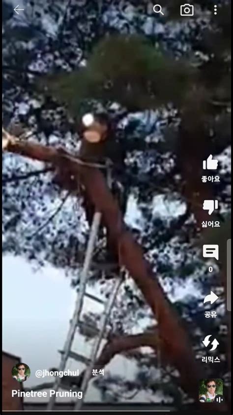 조경수 전정전지 조망권 확보 겨울철 강설비 무게로 부러진 가지 전기선통신선 위험수목 제거 낙하지점 시설 보호를 위한 로프유도방식 적용 작업문의상담 010 2447