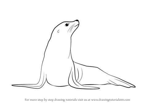 Seal Color Drawing