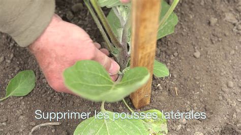 Comment Planter Les Aubergines