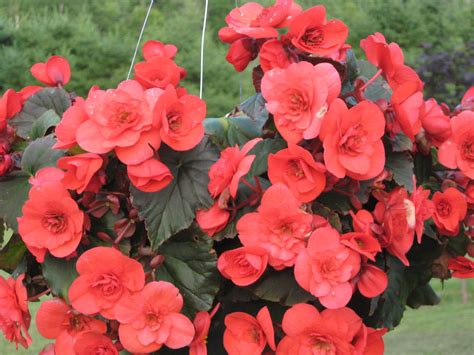 Begonia Begonia Flowers Plants