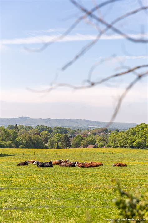 3 Circular Walks In West Sussex Best West Sussex Walks In England