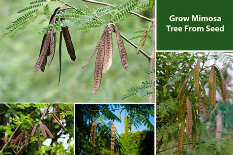 How To Start And Grow Mimosa Tree From Seed Planting Albizia Julibrissin
