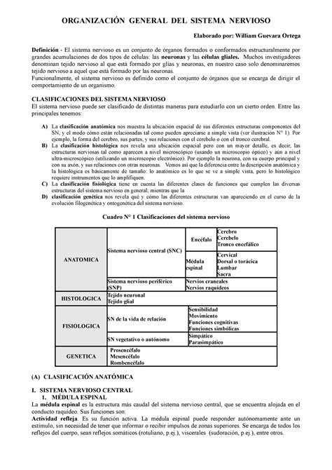 Organización general del Sistema Nervioso PsicologIa General San