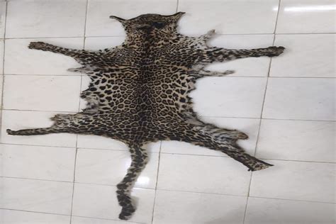 Odisha Stf Seizes Leopard Skin Arrests Wildlife Criminal