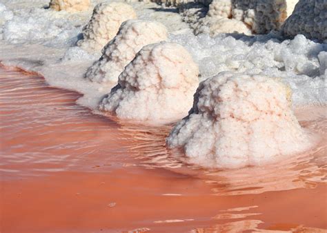 Atelier Luma Crystallization Plant Fiona Lynch