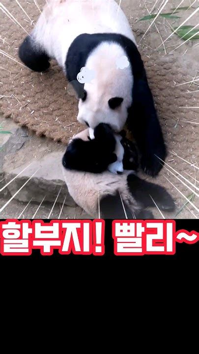 할부지 빨리 ~😭 후이바오 아이바오 강철원사육사 Youtube