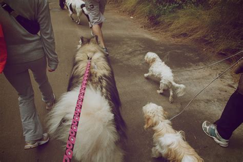 Confident Canines